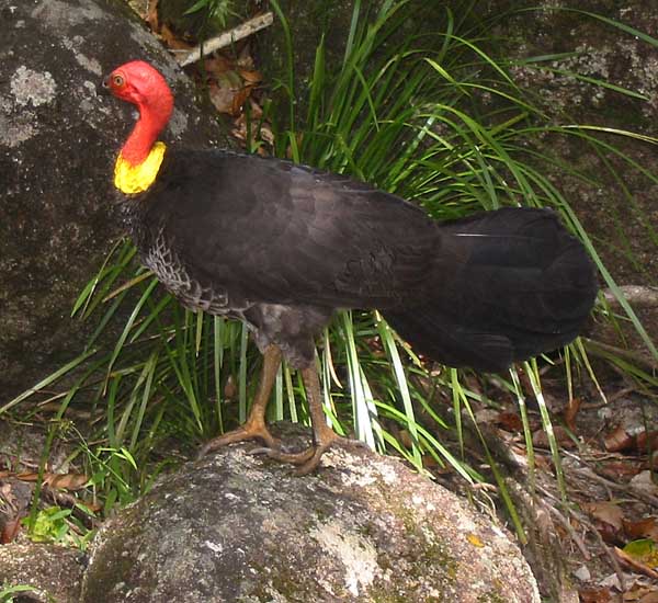 Far North (Tropical) Queensland Trip - August-September 2005