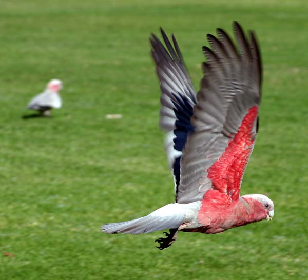 Australian Journal - April-May 2004